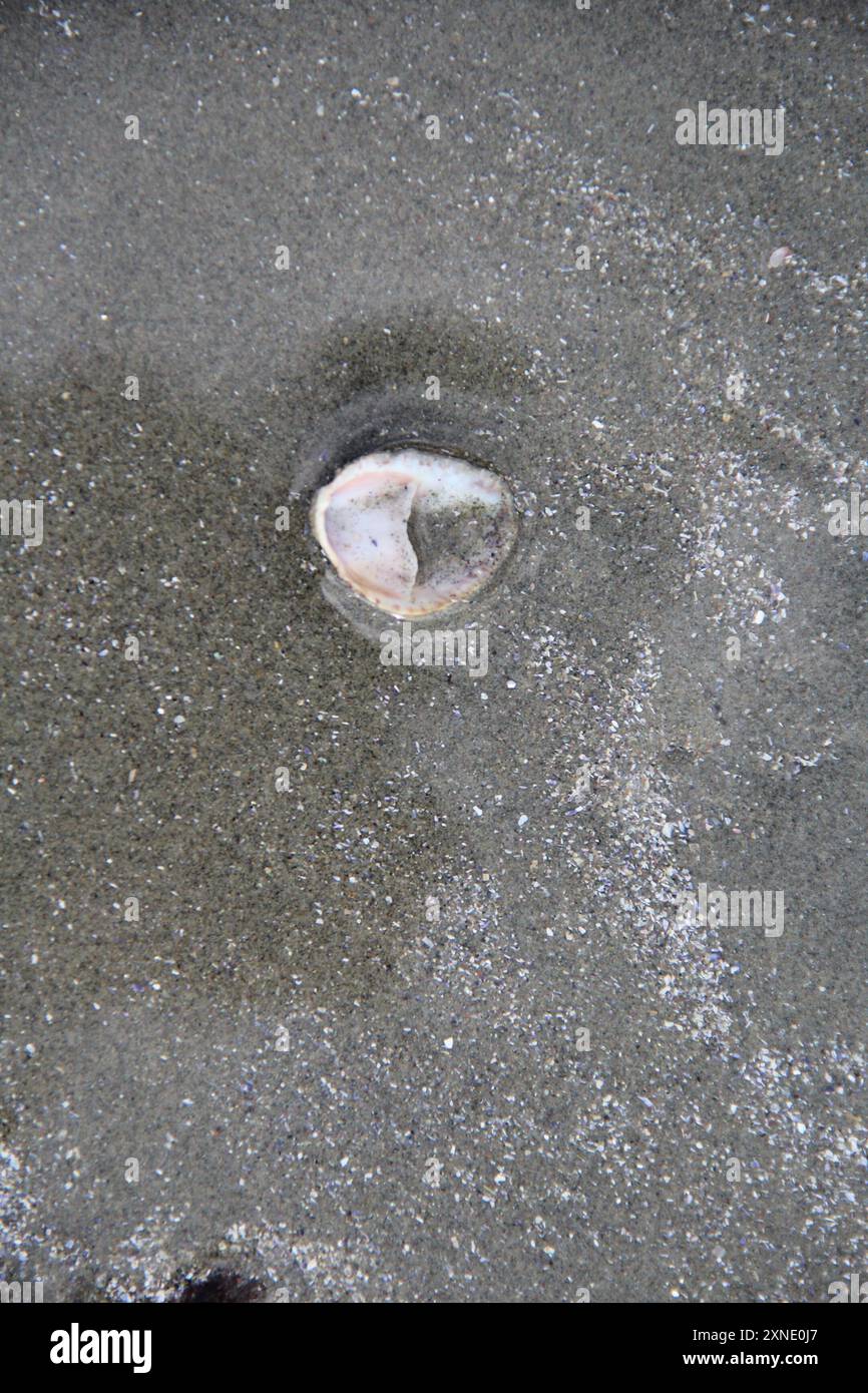 Common Atlantic Slippersnail (Crepidula fornicata) Mollusca Stock Photo ...