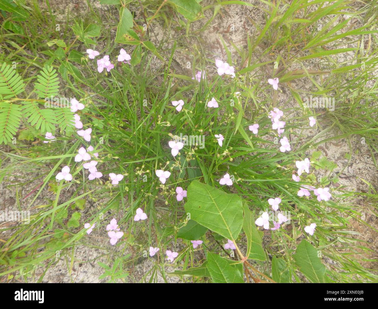 common roseling (Callisia rosea) Plantae Stock Photo - Alamy