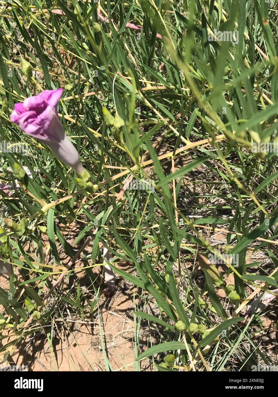 Bush Morning-glory (Ipomoea leptophylla) Plantae Stock Photo - Alamy