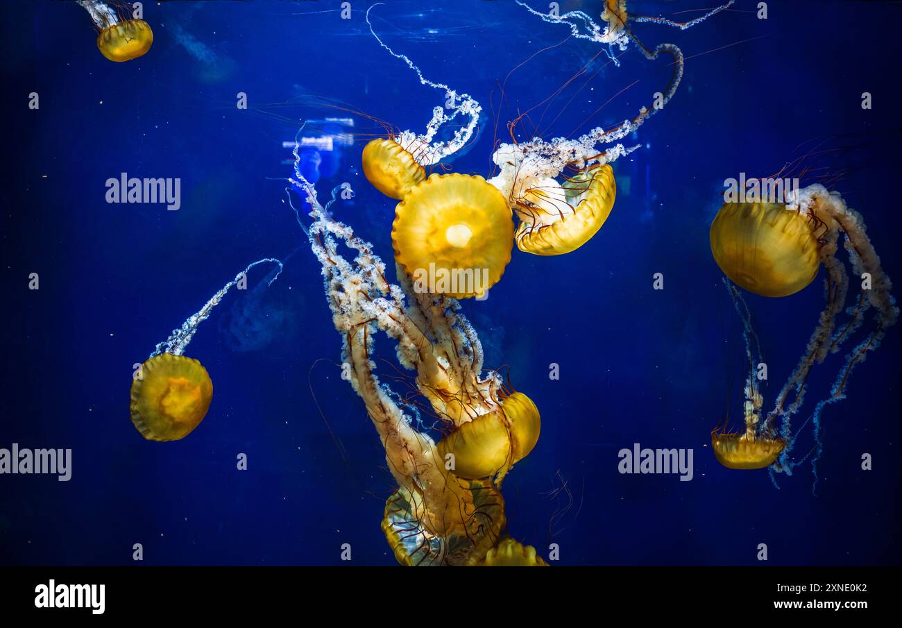 Sea Nettles, Aquarium of the Bay, San Francisco, California USA Stock ...