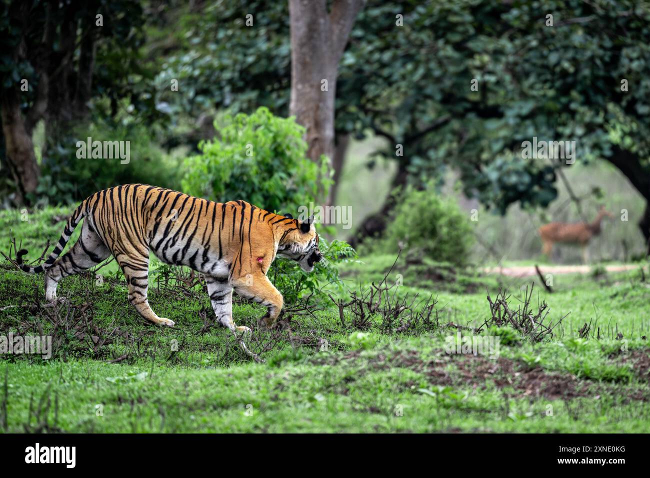 A tiger prowling for a hunt Stock Photo - Alamy