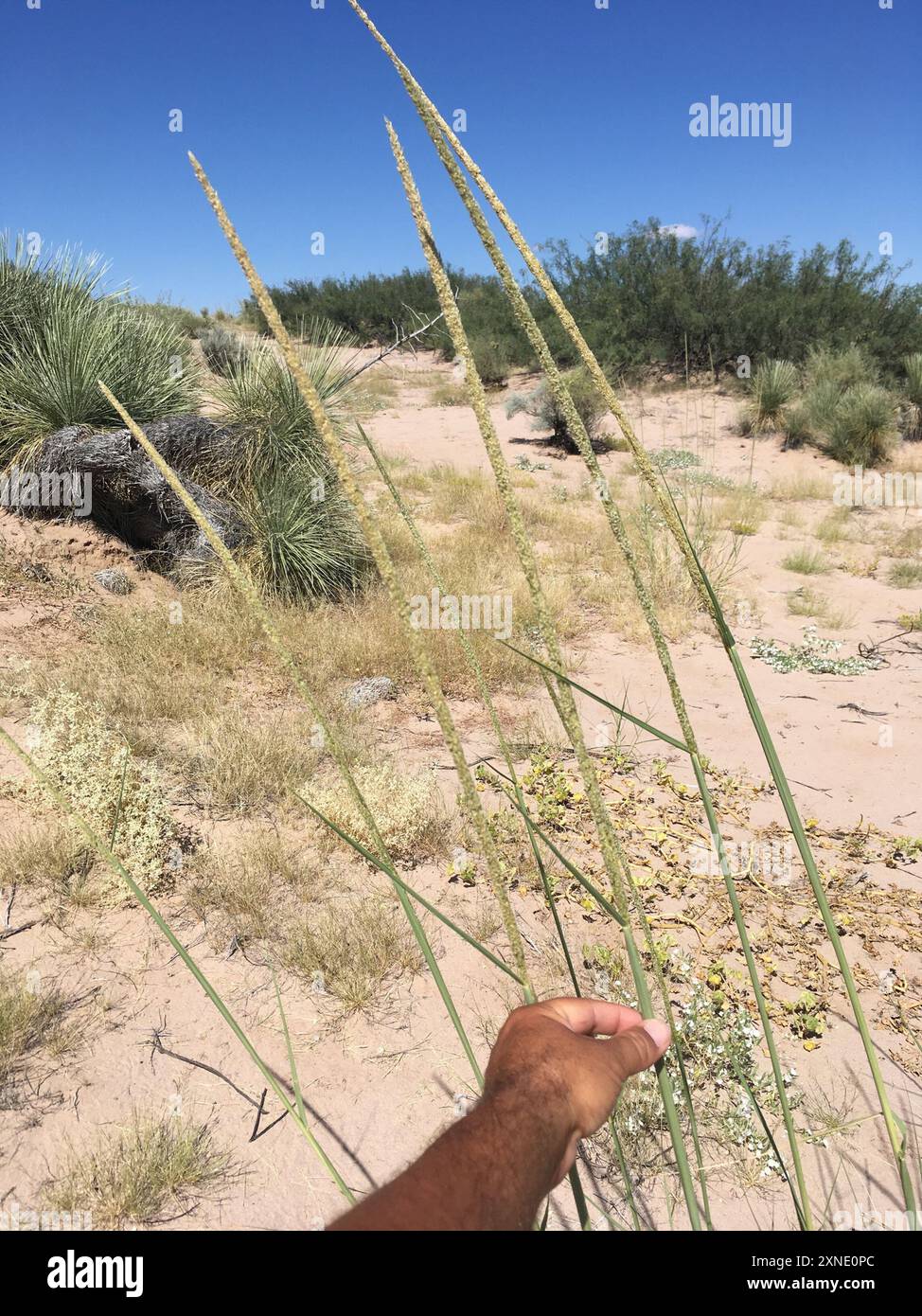 Giant Dropseed (Sporobolus giganteus) Plantae Stock Photo - Alamy