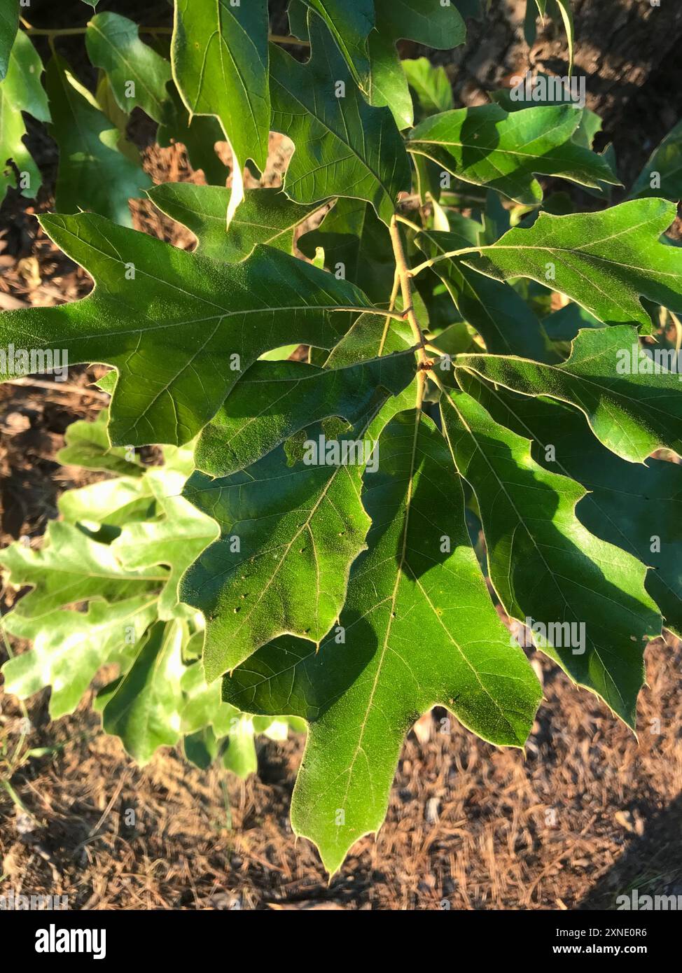 southern red oak (Quercus falcata) Plantae Stock Photo - Alamy