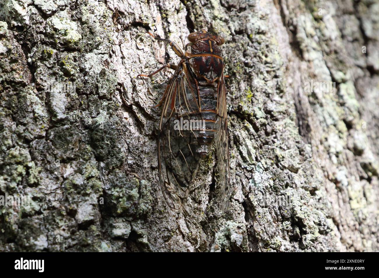 Razor Grinder (Henicopsaltria eydouxii) Insecta Stock Photo - Alamy