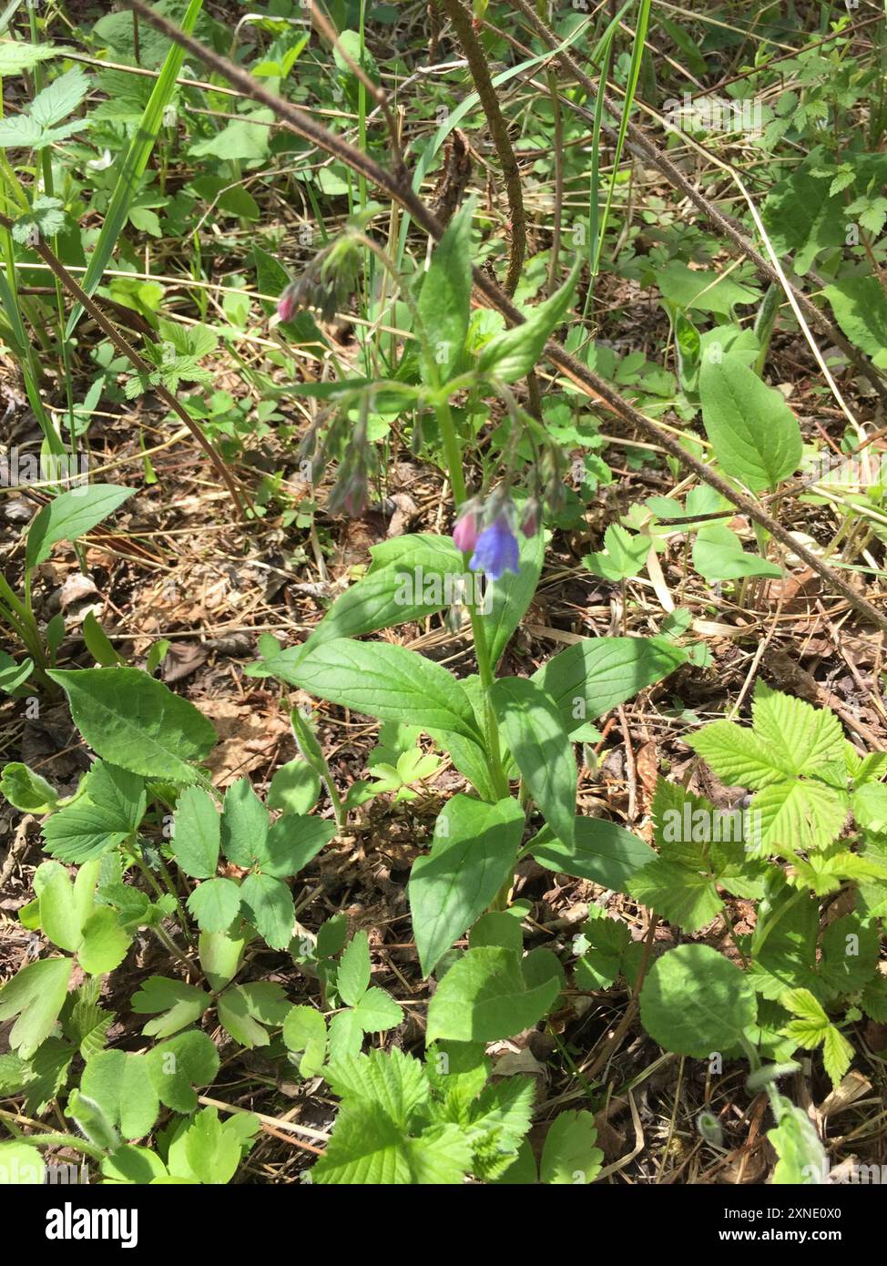 Tall Bluebell (Mertensia paniculata) Plantae Stock Photo - Alamy