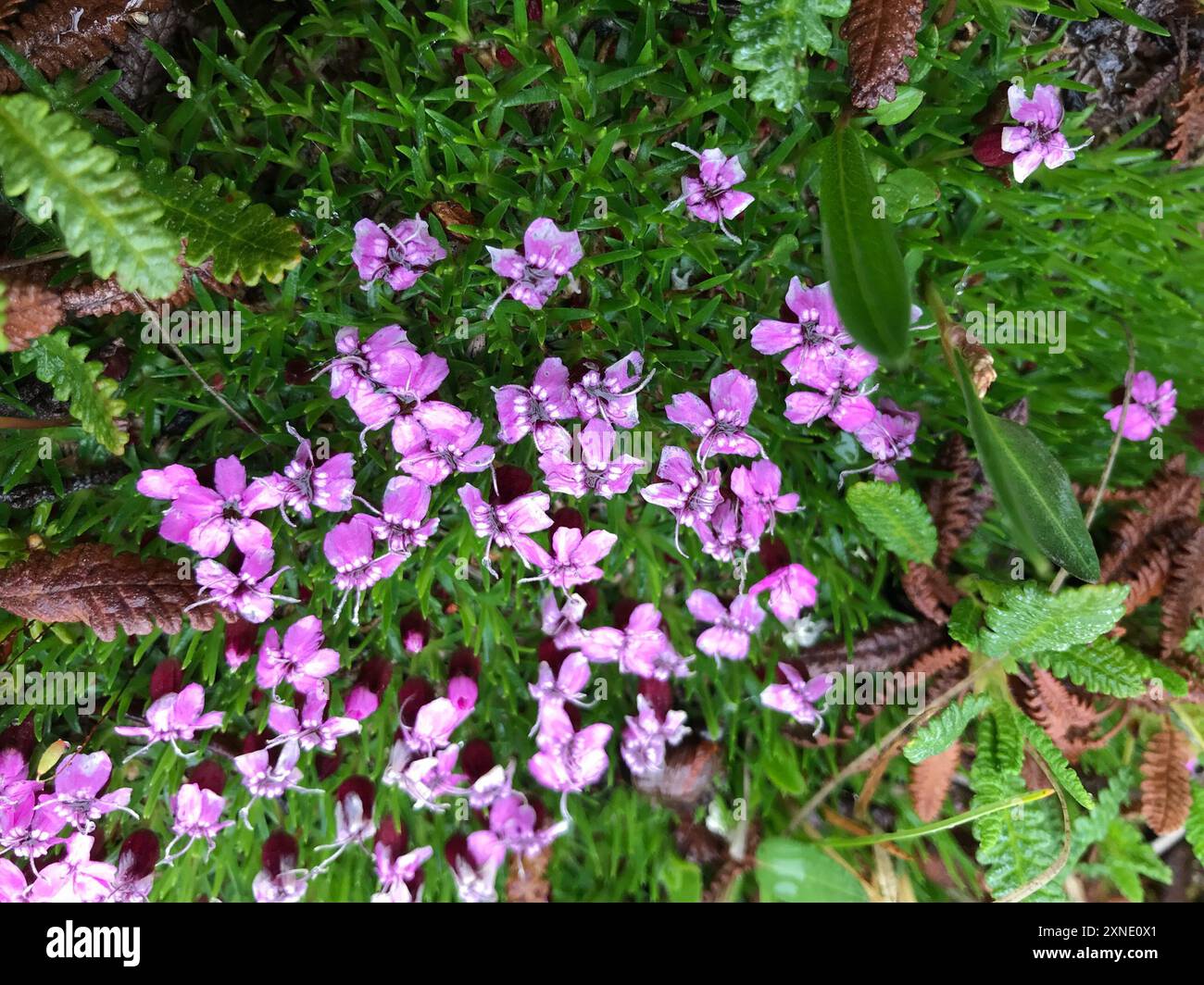 Moss Campion (Silene acaulis) Plantae Stock Photo - Alamy