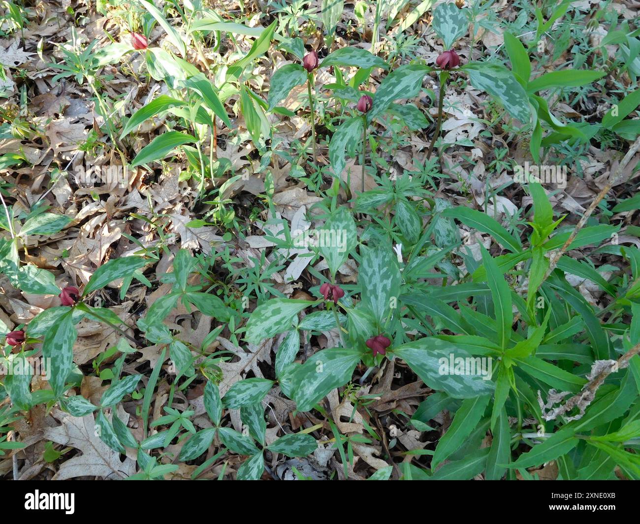prairie trillium (Trillium recurvatum) Plantae Stock Photo - Alamy