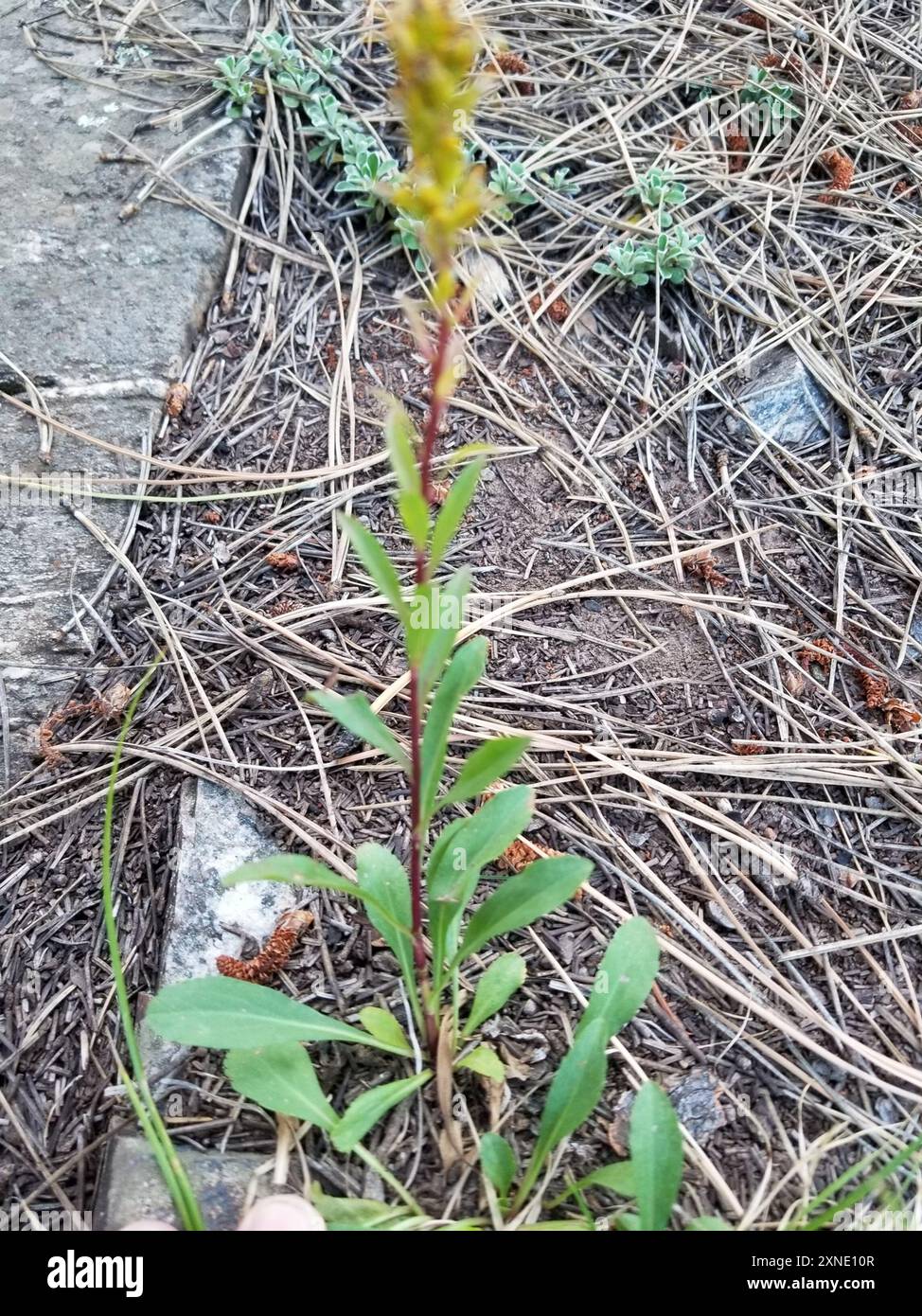 Sticky Goldenrod (Solidago simplex) Plantae Stock Photo - Alamy