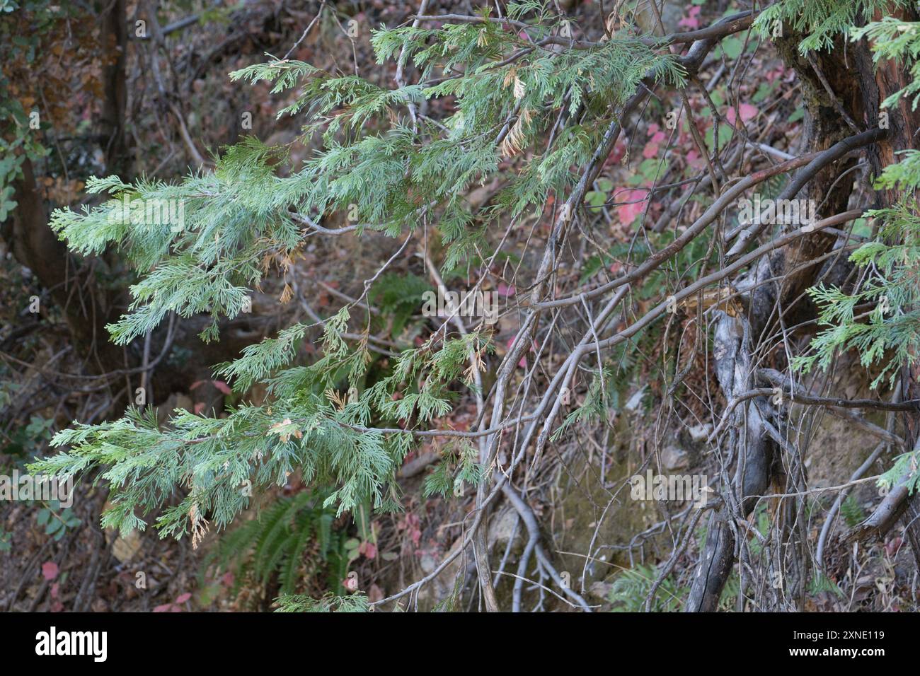 cypress family (Cupressaceae) Plantae Stock Photo - Alamy