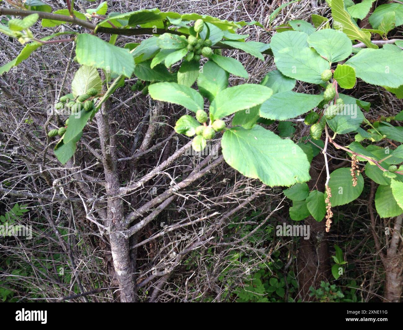 green alder (Alnus alnobetula) Plantae Stock Photo - Alamy