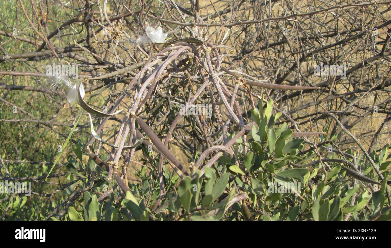 Caustic Vine (Cynanchum viminale) Plantae Stock Photo - Alamy