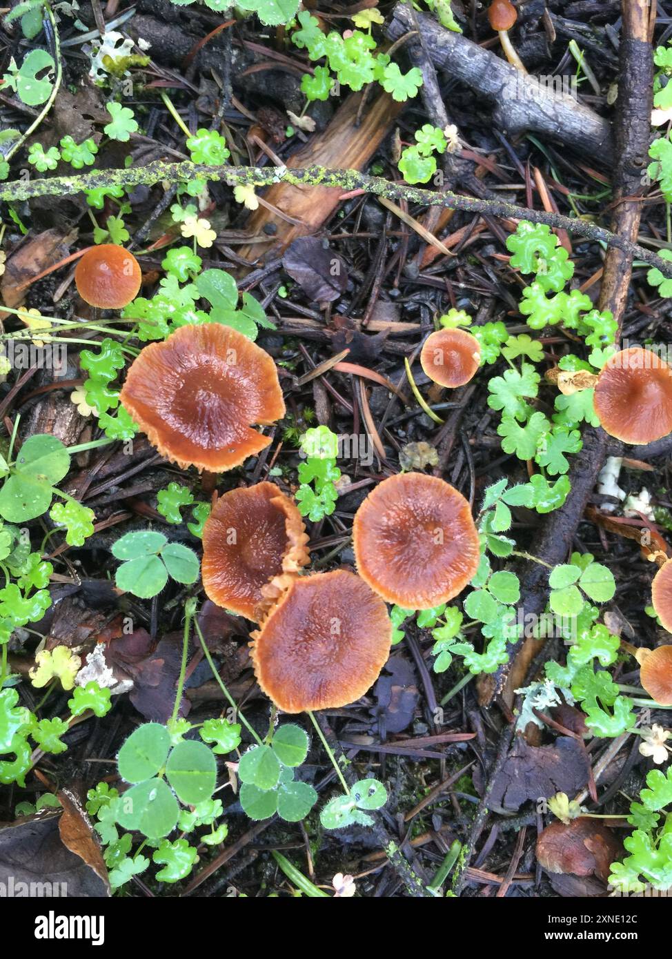 Common Conecap (Pholiotina rugosa) Fungi Stock Photo - Alamy