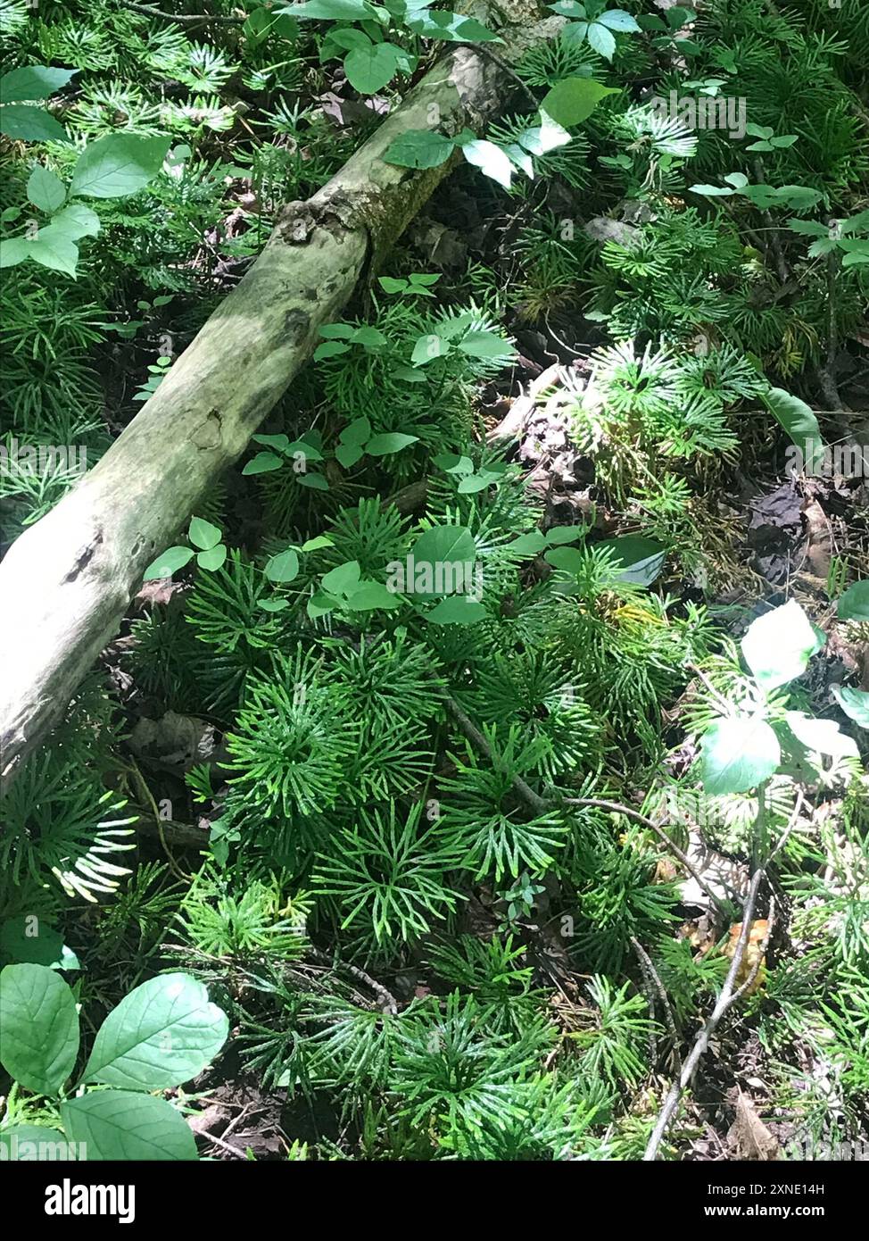 fan clubmoss (Diphasiastrum digitatum) Plantae Stock Photo - Alamy