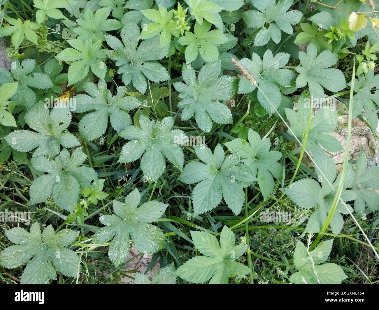 Japanese Hops (Humulus scandens) Plantae Stock Photo - Alamy