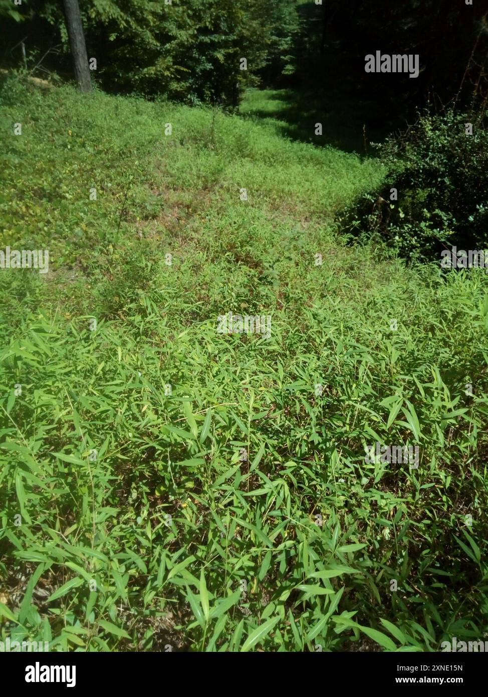 Japanese stiltgrass (Microstegium vimineum) Plantae Stock Photo - Alamy