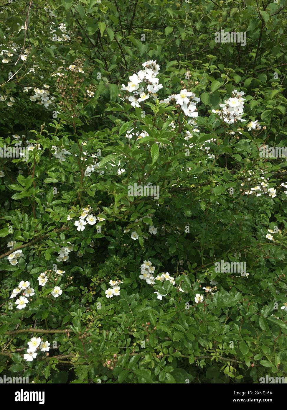 multiflora rose (Rosa multiflora) Plantae Stock Photo - Alamy