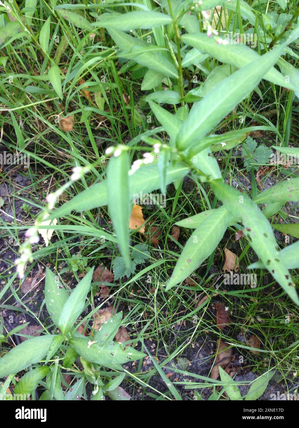 waterpepper (Persicaria hydropiper) Plantae Stock Photo - Alamy