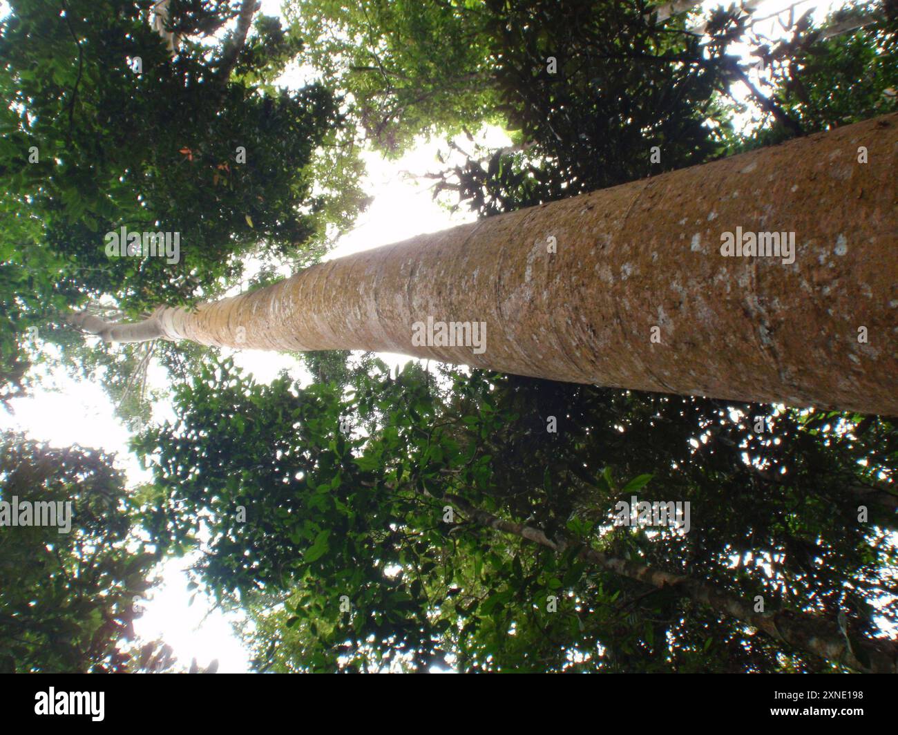 Agathis robusta hi-res stock photography and images - Alamy