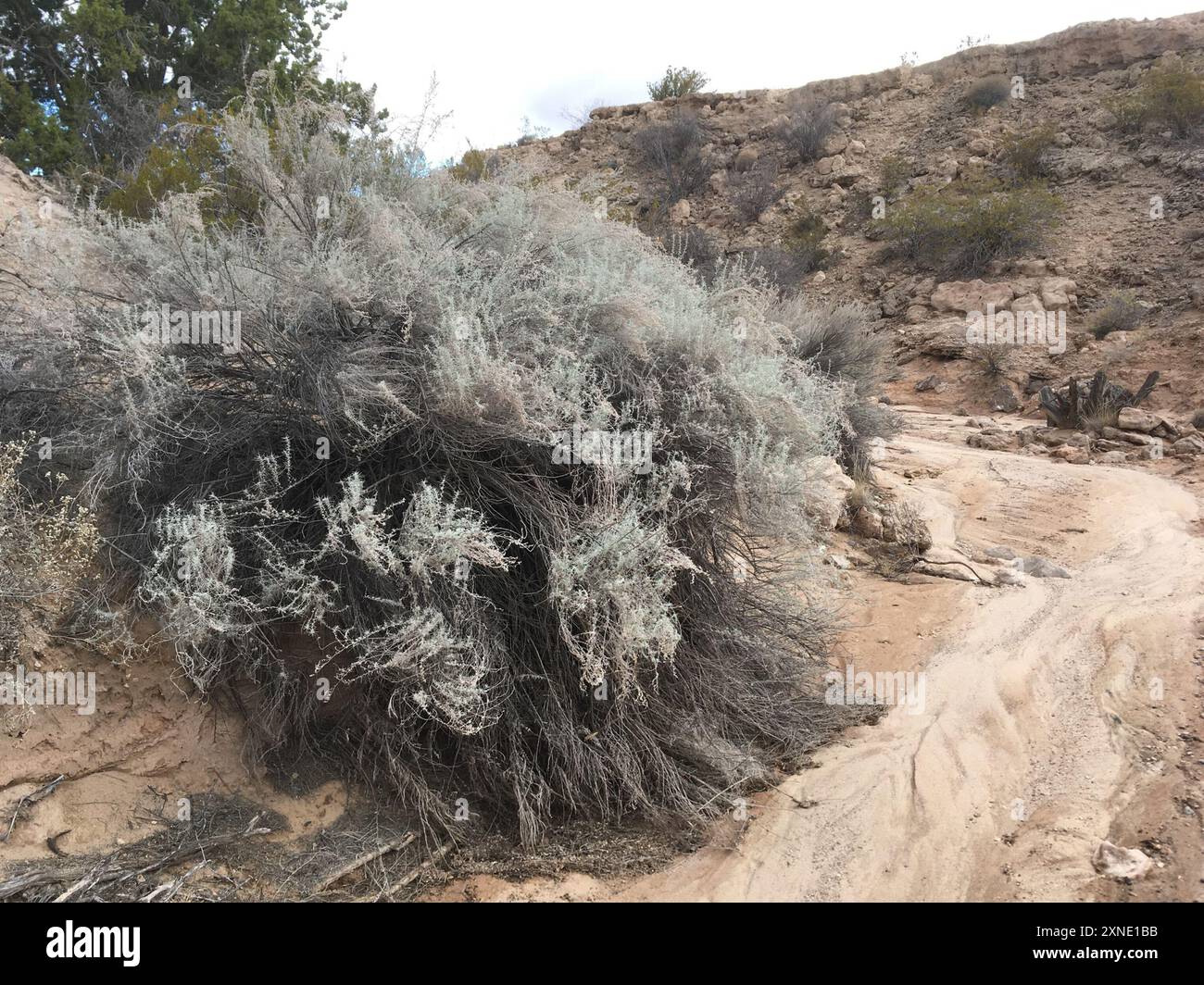 Artemisia filifolia hi-res stock photography and images - Alamy