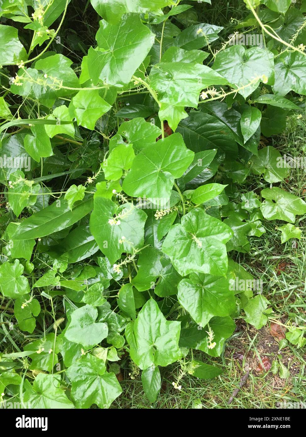 Oneseed Bur Cucumber (Sicyos angulatus) Plantae Stock Photo - Alamy