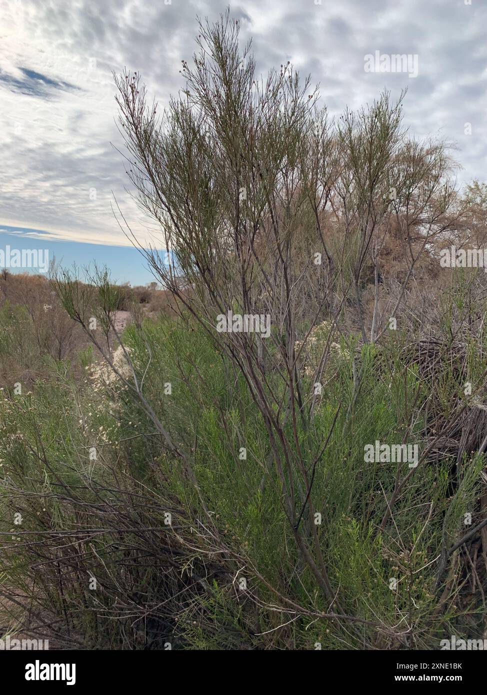Desert Broom (Baccharis sarothroides) Plantae Stock Photo - Alamy