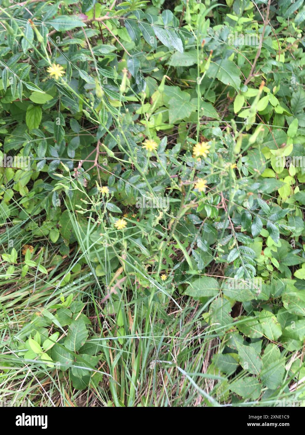 chicories, dandelions, and allies (Cichorioideae) Plantae Stock Photo ...