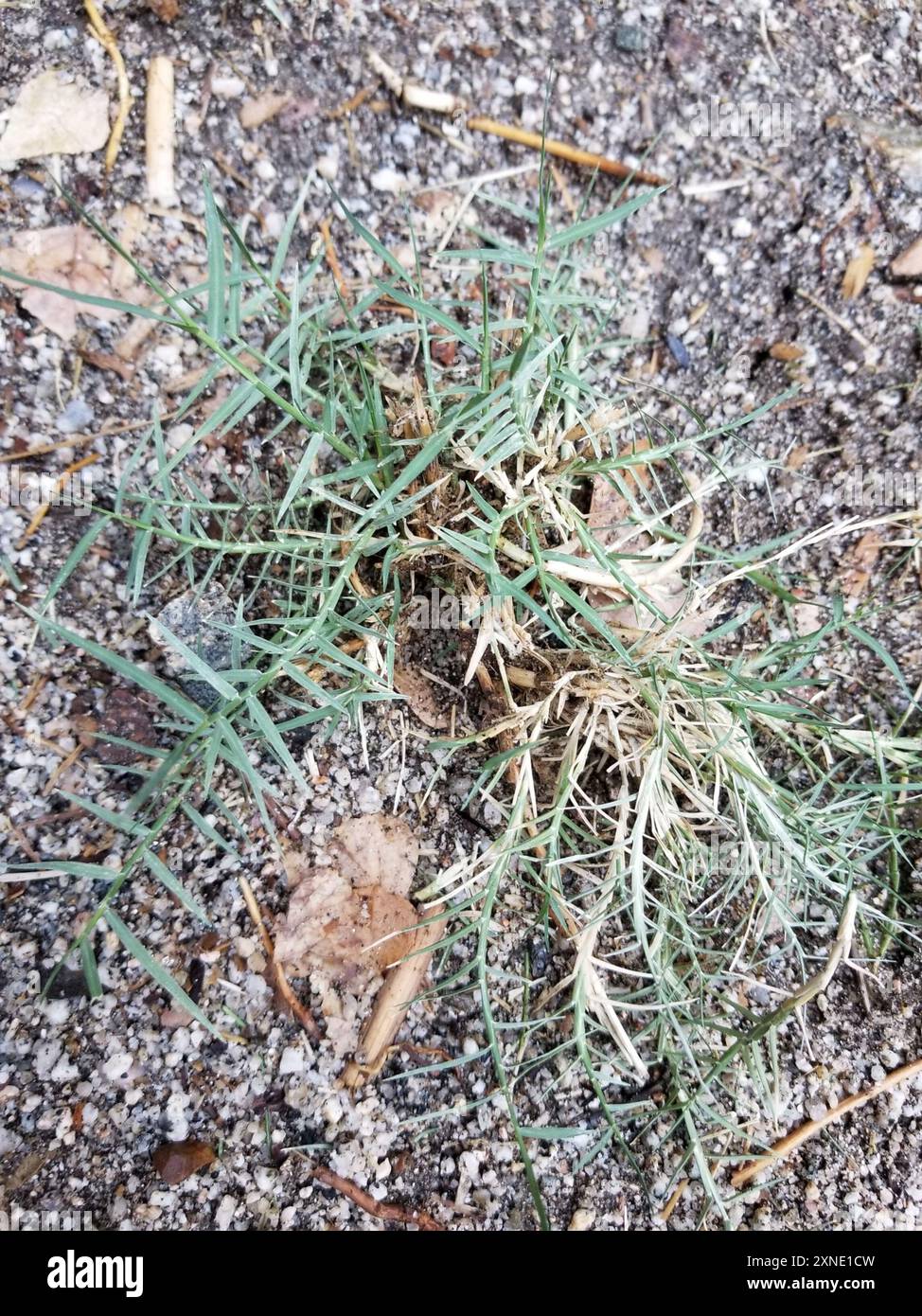 Bermuda grass (Cynodon dactylon) Plantae Stock Photo - Alamy