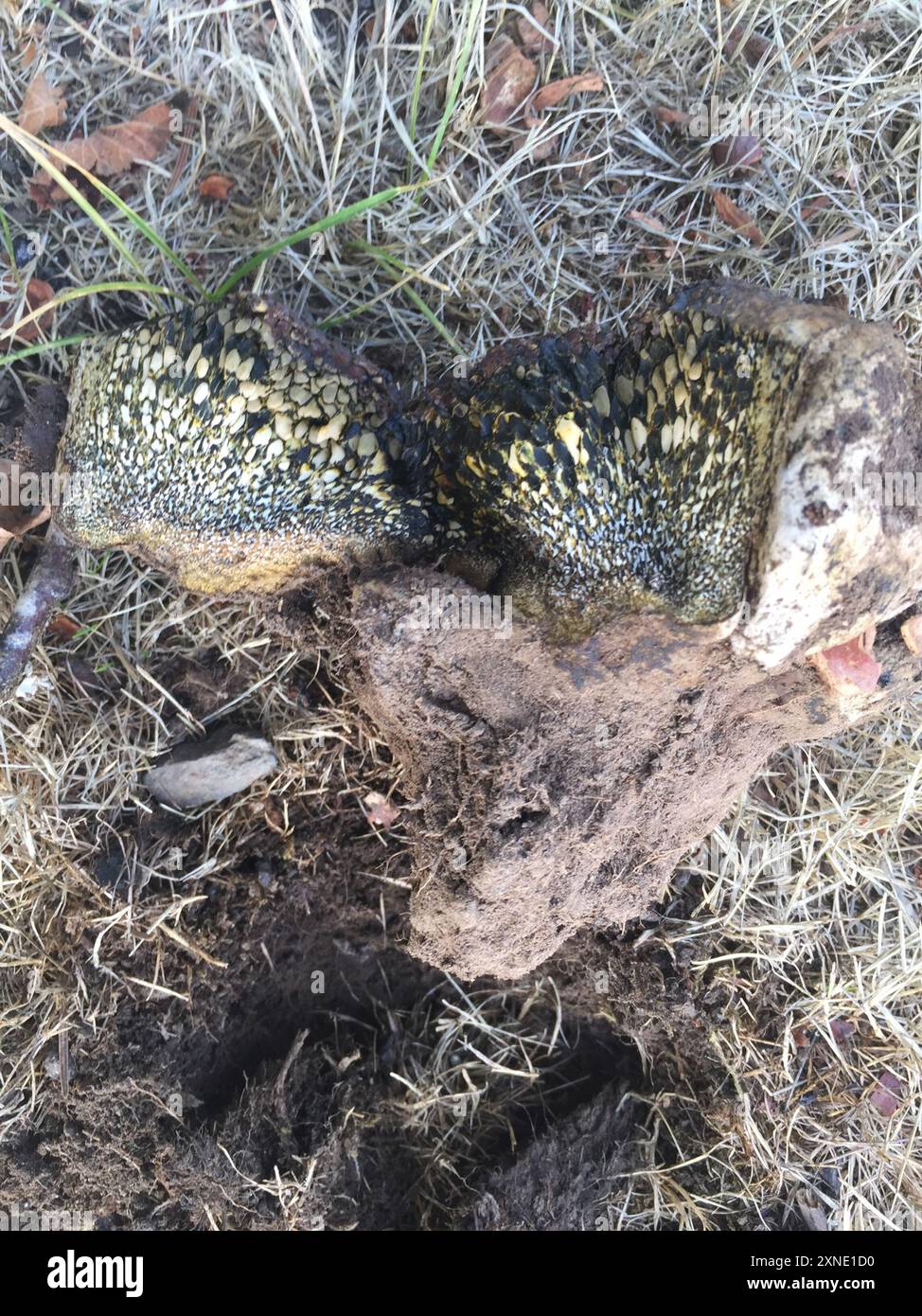 Dyeball (Pisolithus arhizus) Fungi Stock Photo - Alamy