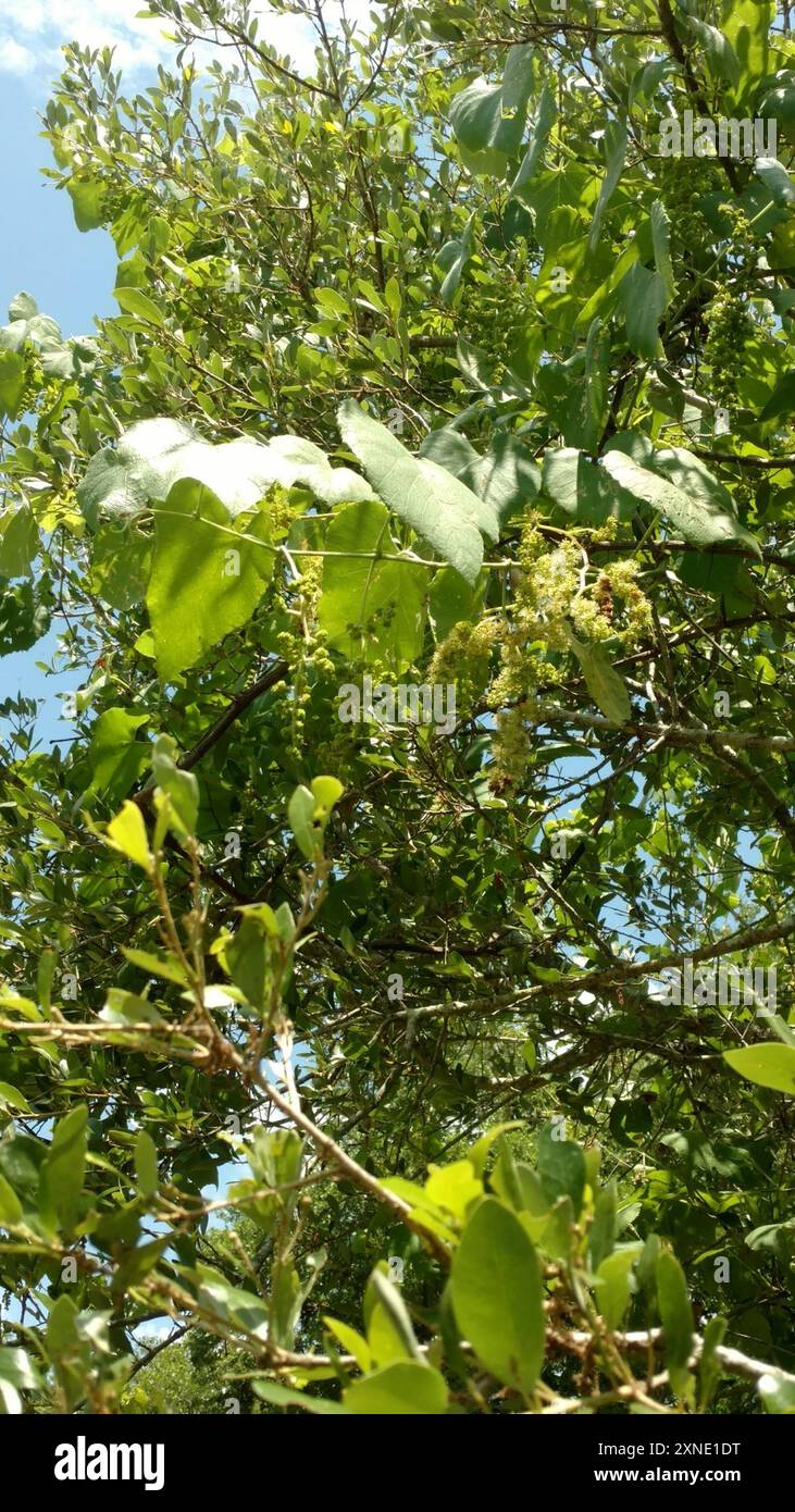 graybark grape (Vitis cinerea) Plantae Stock Photo - Alamy