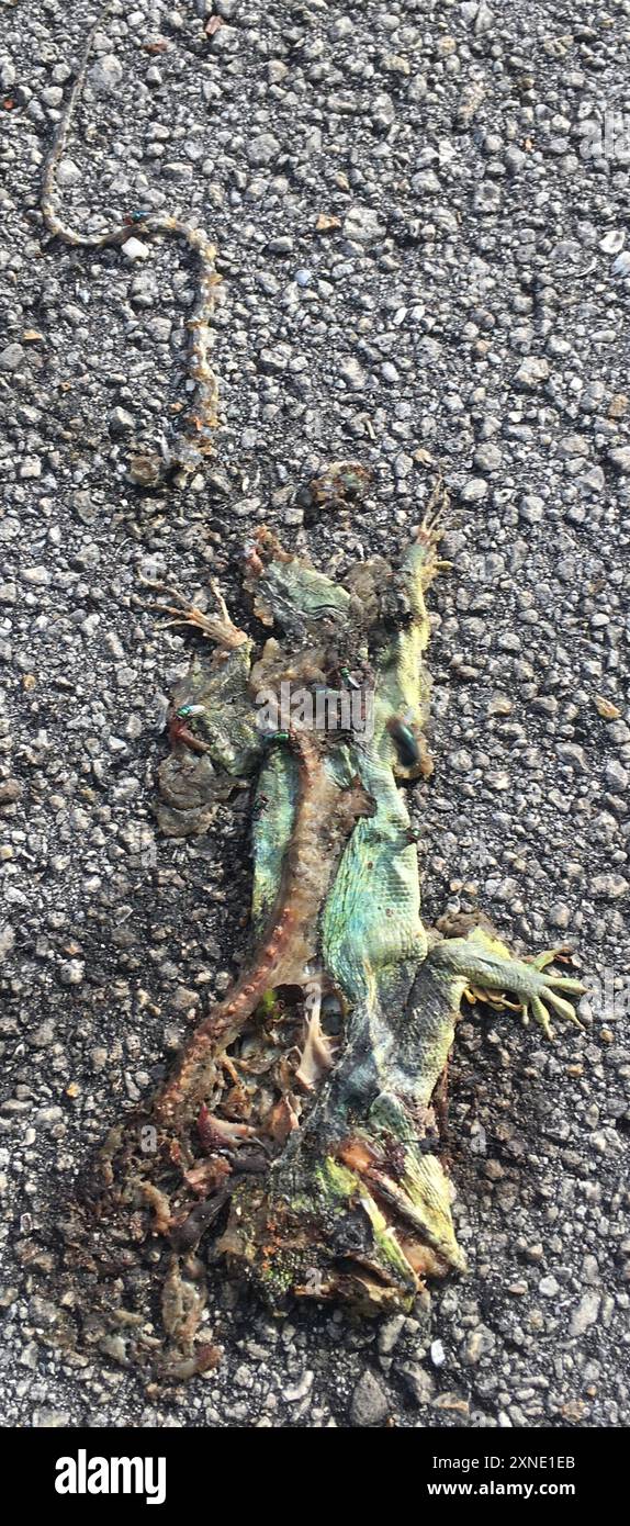 Knight Anole (Anolis equestris) Reptilia Stock Photo - Alamy