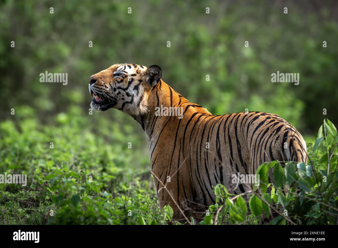 A tiger enjoying breeze on his face Stock Photo - Alamy