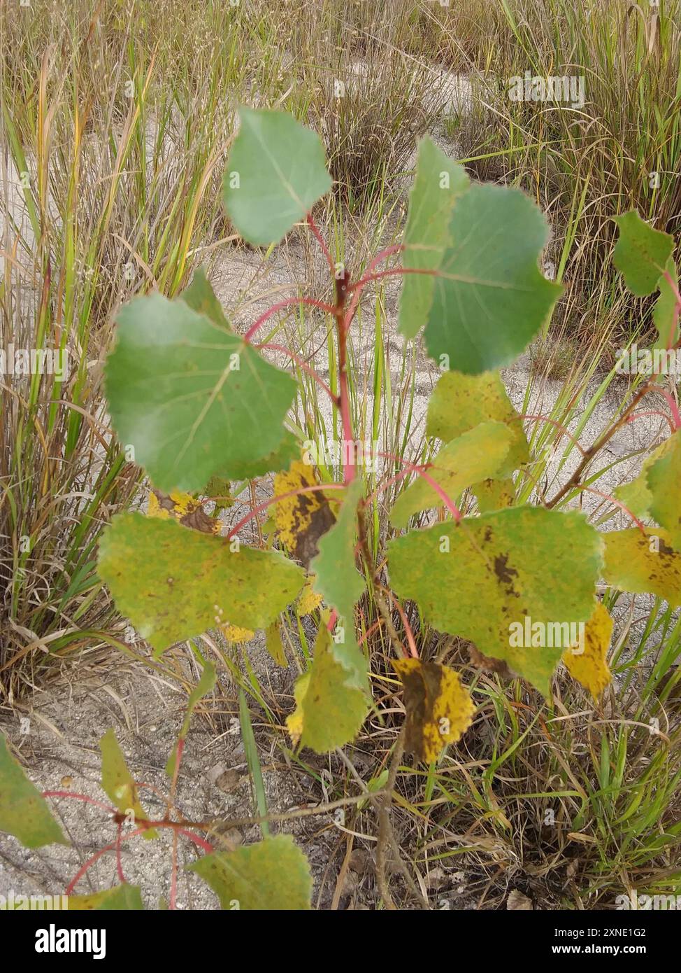 Eastern Cottonwood (Populus deltoides) Plantae Stock Photo - Alamy