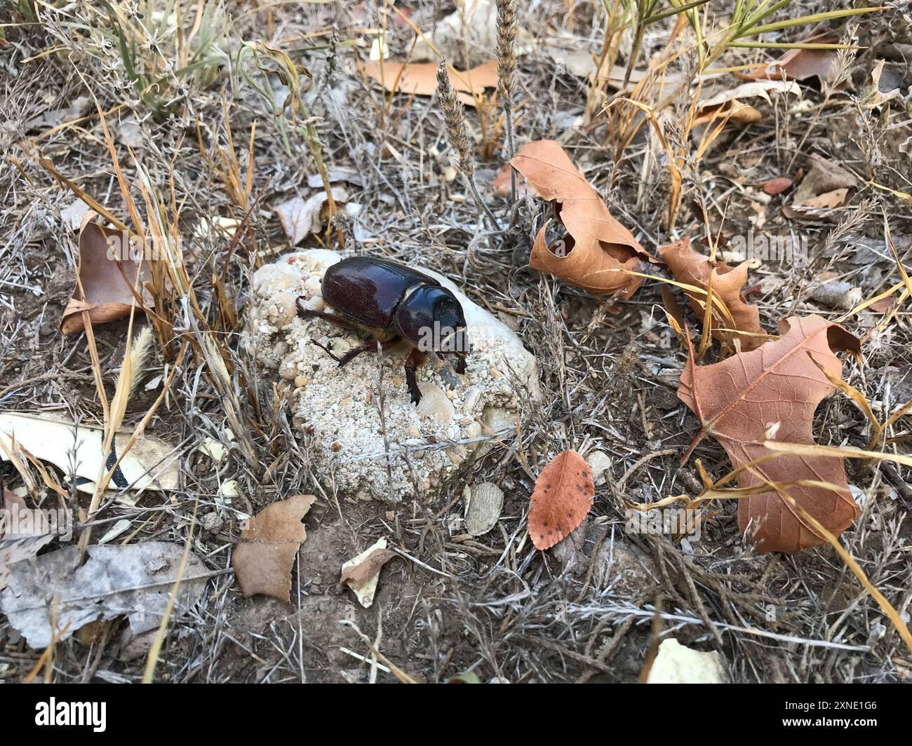 Ox Beetles (Strategus) Insecta Stock Photo - Alamy