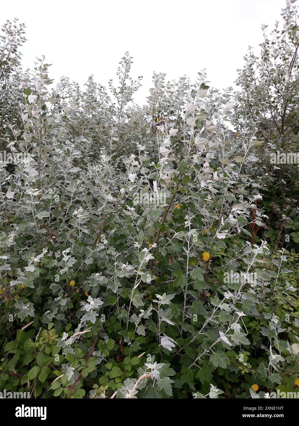 white poplar (Populus alba) Plantae Stock Photo - Alamy