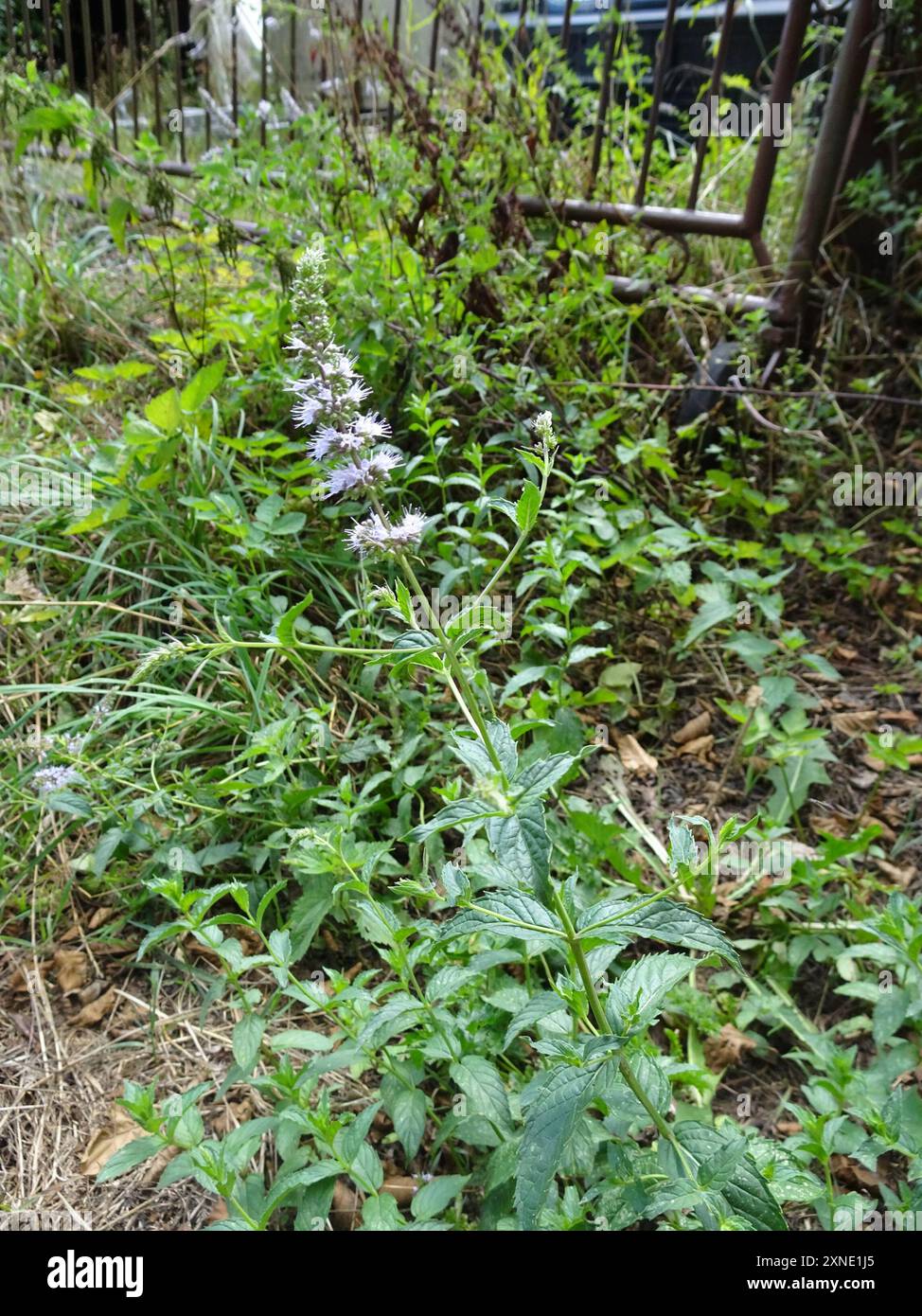 Spear Mint (Mentha spicata spicata) Plantae Stock Photo - Alamy