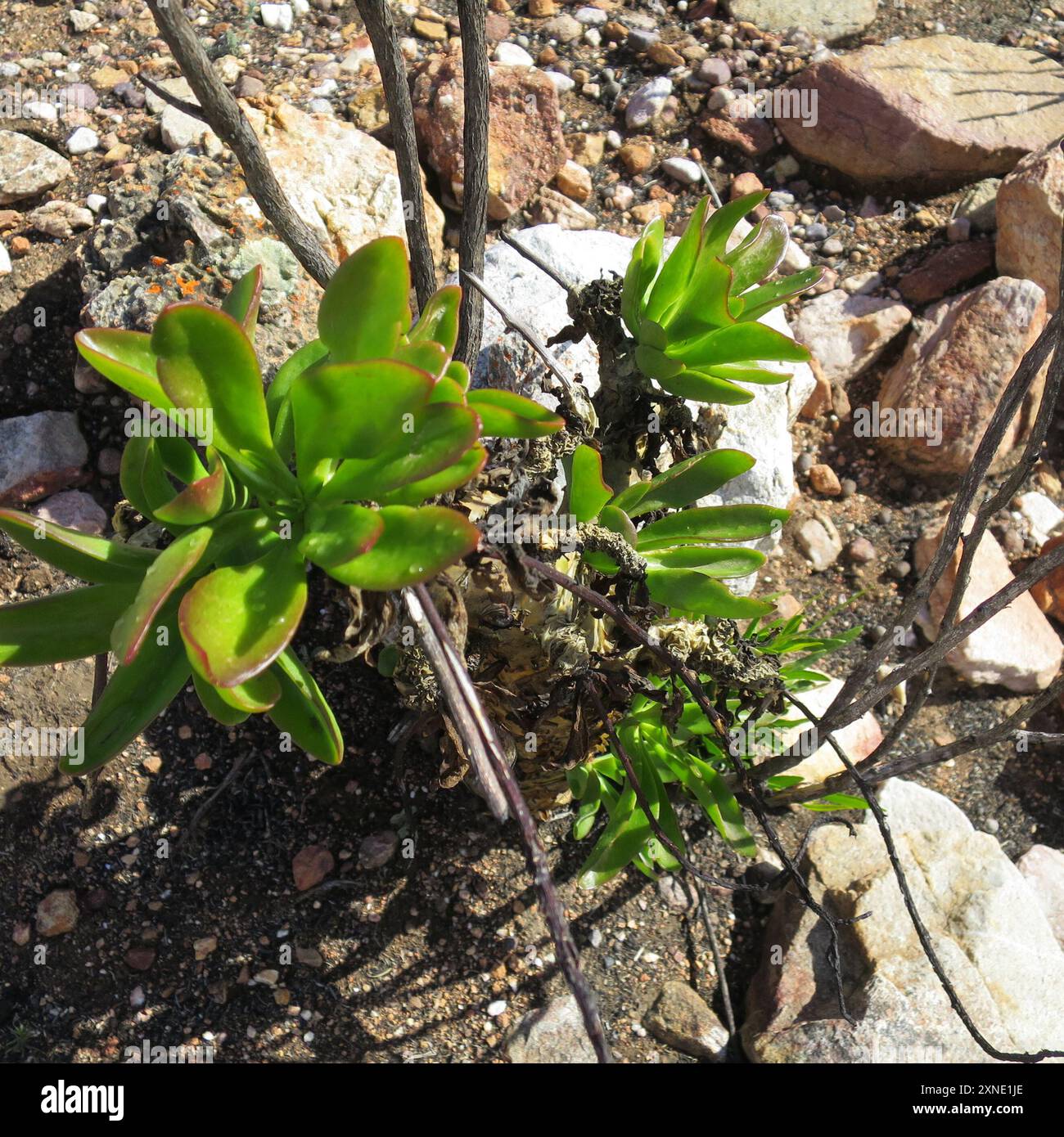 Botterboom (Tylecodon paniculatus) Plantae Stock Photo - Alamy