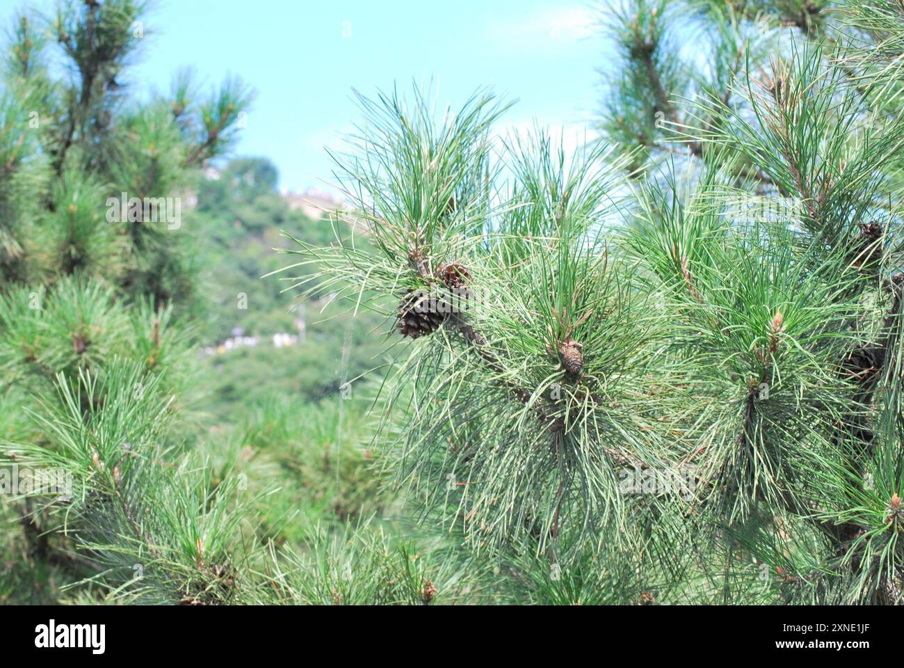 Chinese red pine (Pinus tabuliformis) Plantae Stock Photo - Alamy