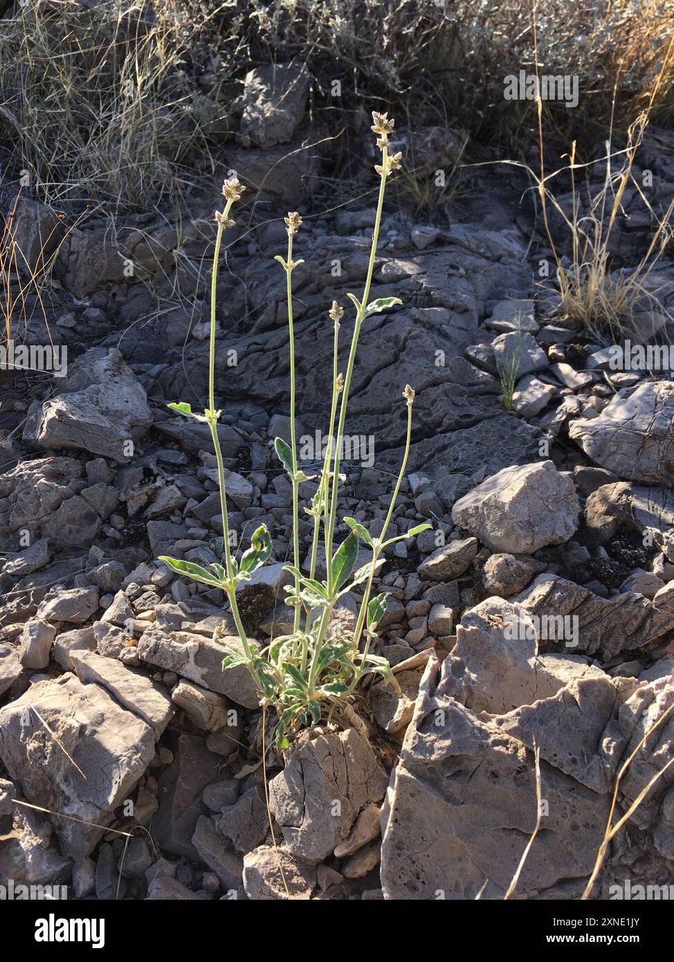 Arizona snakecotton (Froelichia arizonica) Plantae Stock Photo - Alamy