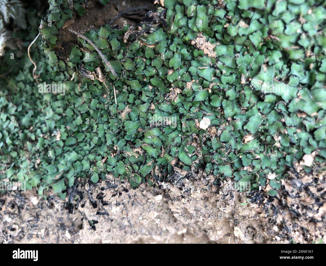 Complex thallose liverworts (Marchantiales) Plantae Stock Photo - Alamy