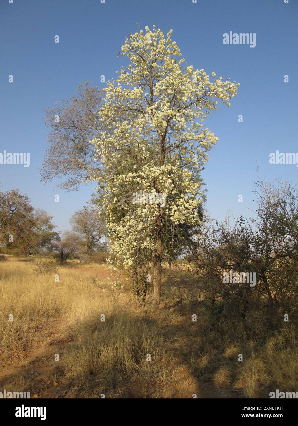 South African Wild Pear (Dombeya rotundifolia) Plantae Stock Photo - Alamy