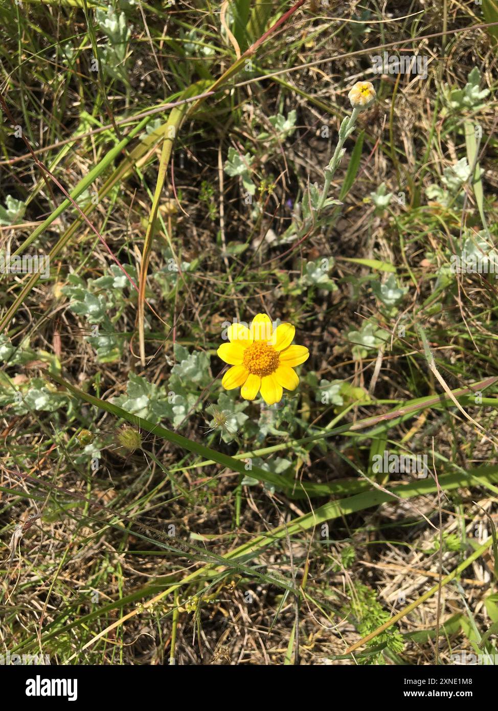 common woolly sunflower (Eriophyllum lanatum) Plantae Stock Photo - Alamy