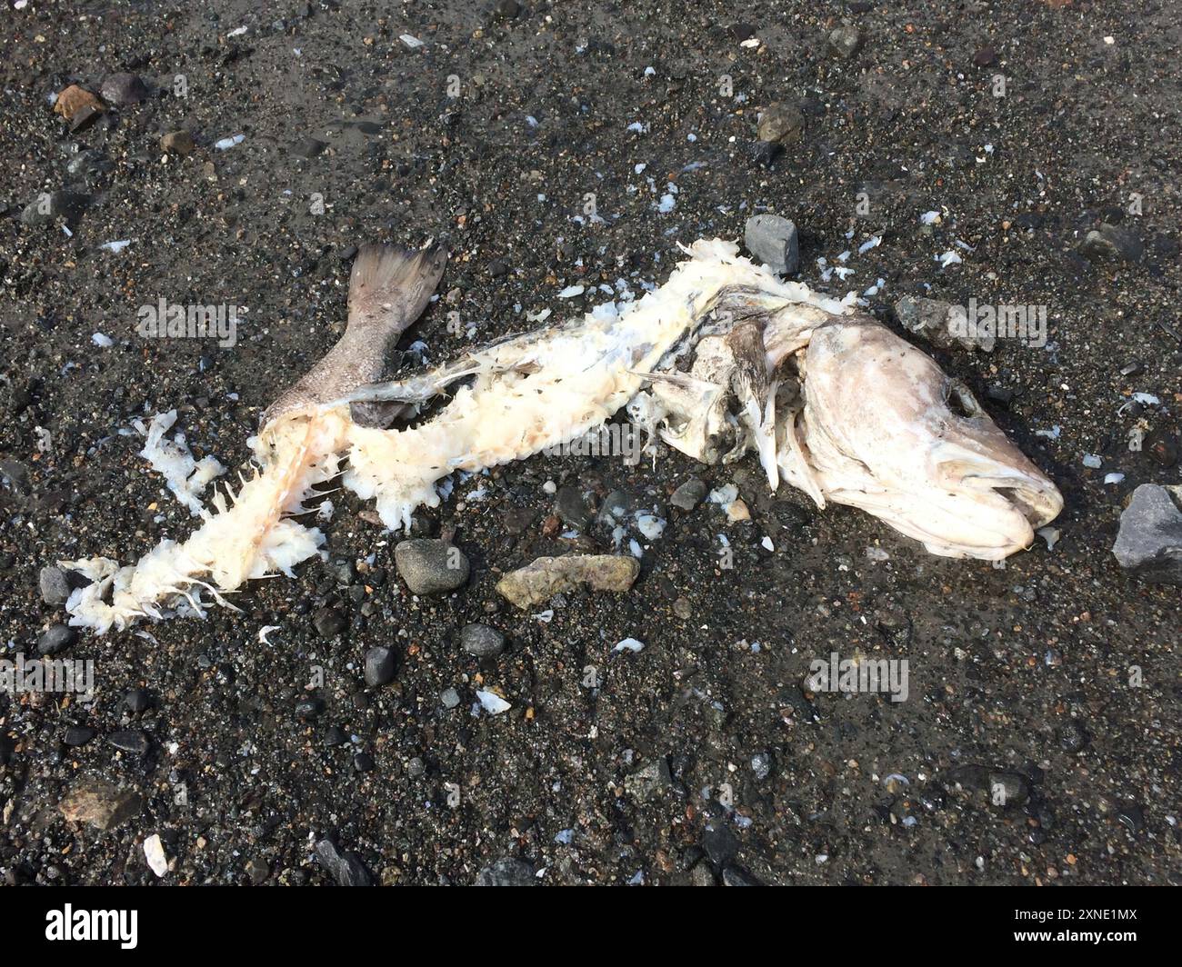 Cods and Haddocks (Gadidae) Actinopterygii Stock Photo - Alamy
