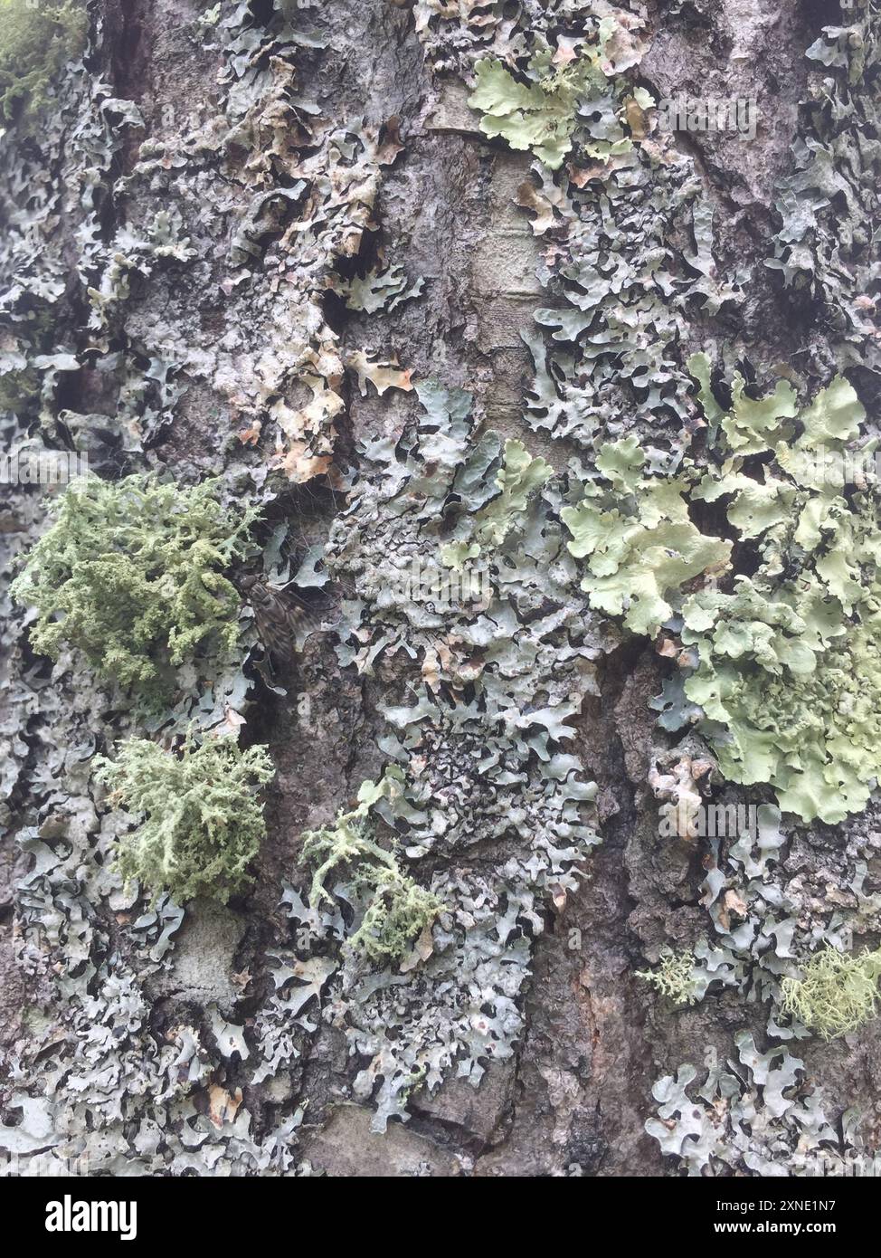 common greenshield lichen (Flavoparmelia caperata) Fungi Stock Photo ...