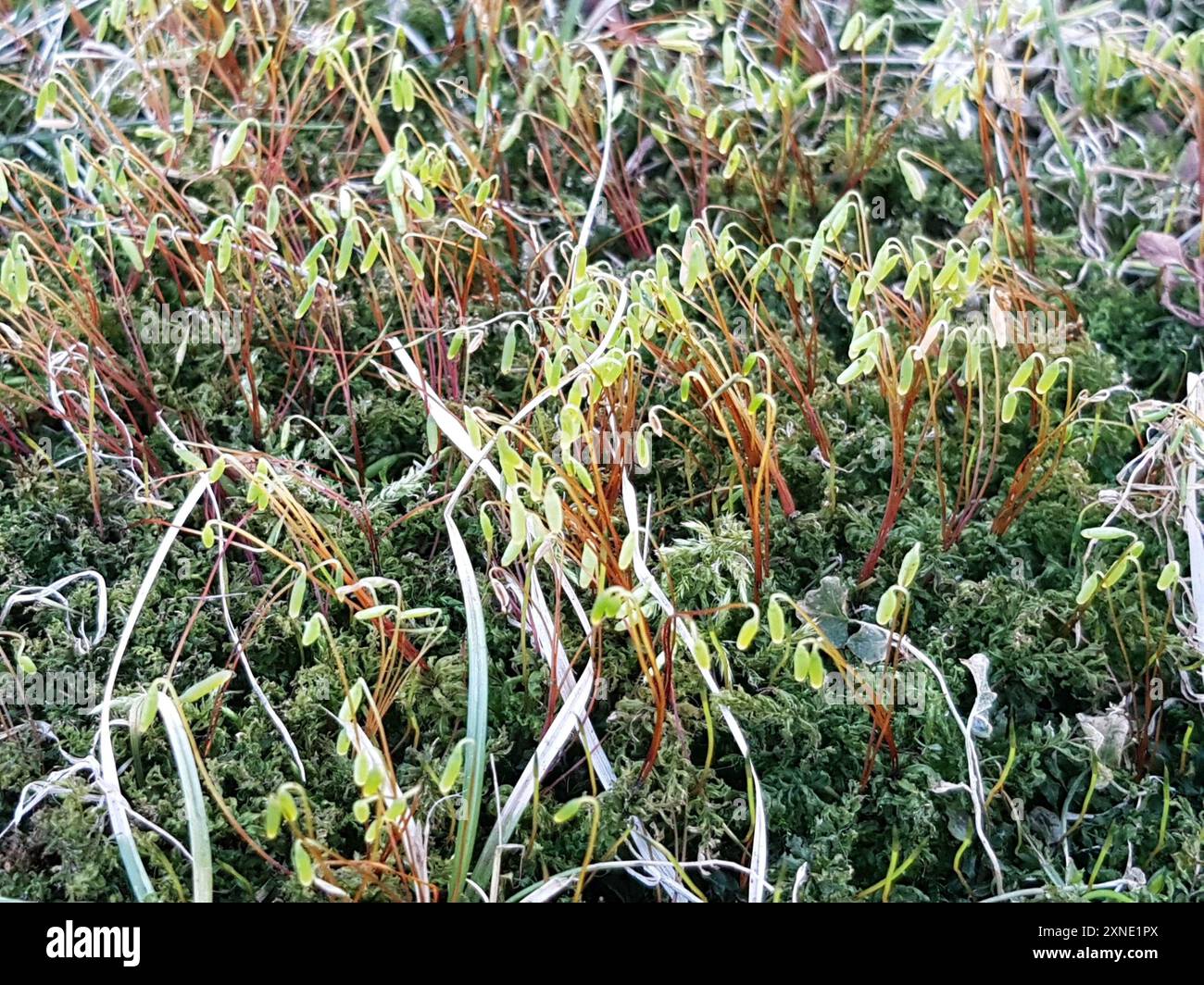 Palm-tree Moss (Plagiomnium undulatum) Plantae Stock Photo - Alamy