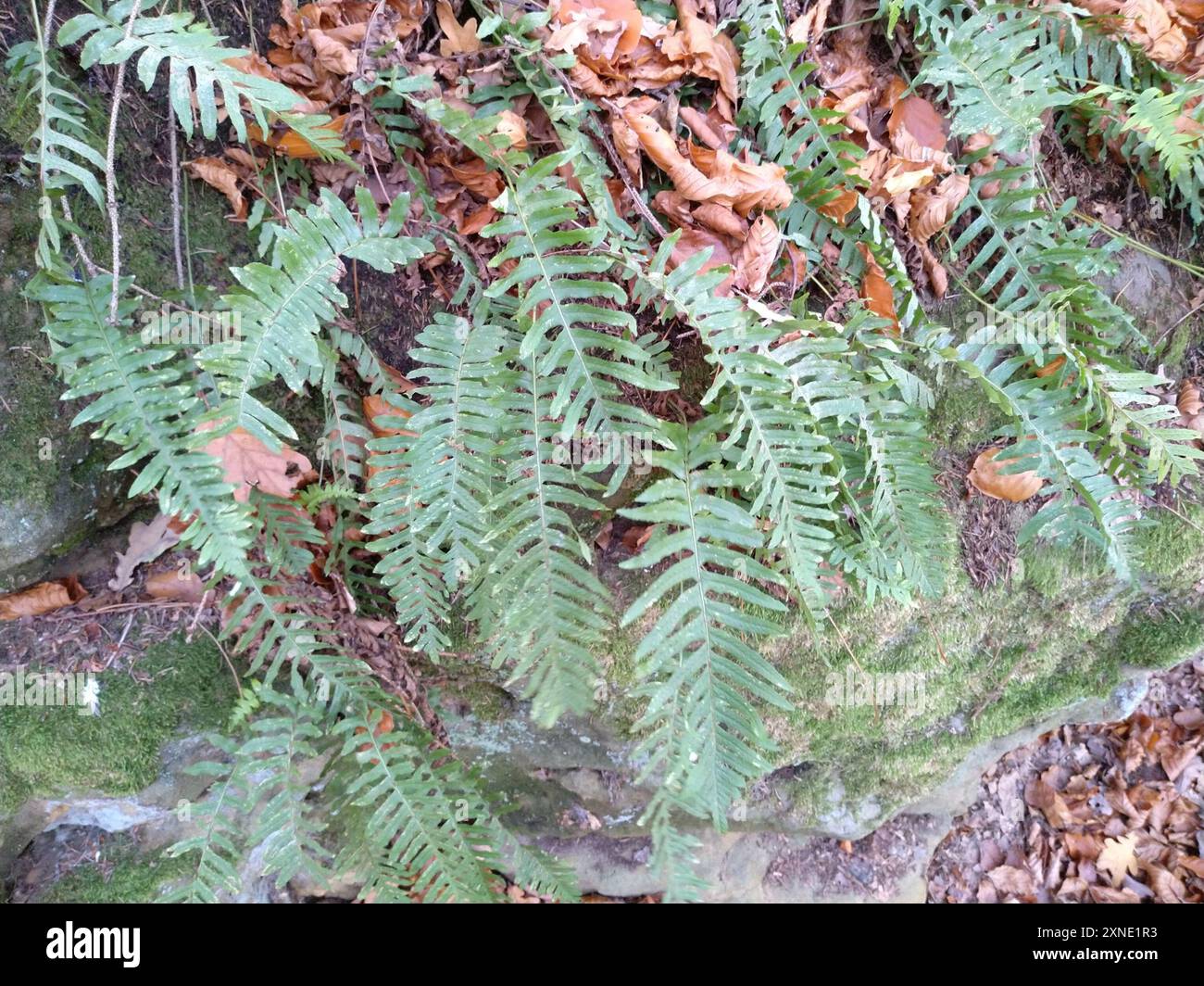 polypody ferns (Polypodium) Plantae Stock Photo - Alamy