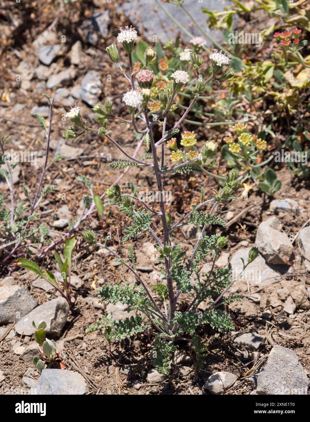 Douglas' Dustymaiden (Chaenactis douglasii douglasii) Plantae Stock ...