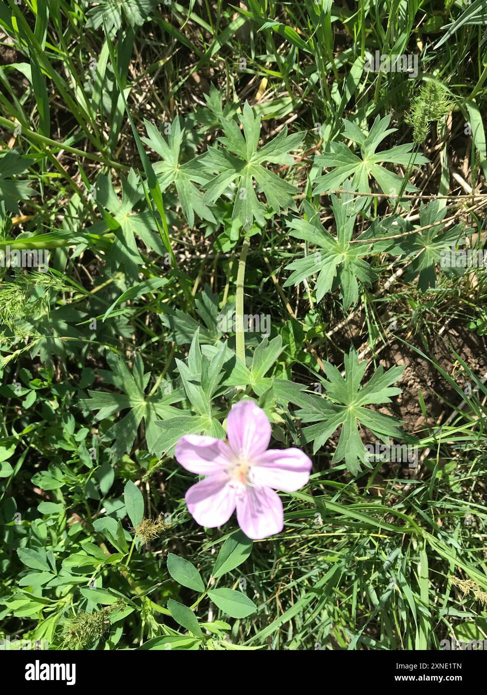 sticky geranium (Geranium viscosissimum) Plantae Stock Photo - Alamy