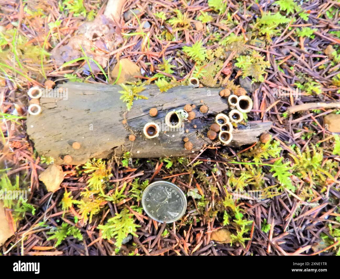 woolly bird's nest fungus (Nidula niveotomentosa) Fungi Stock Photo - Alamy