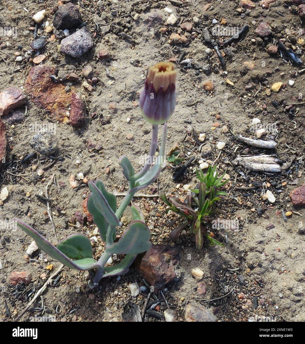 Leafy Babooncabbage (Othonna gymnodiscus) Plantae Stock Photo - Alamy
