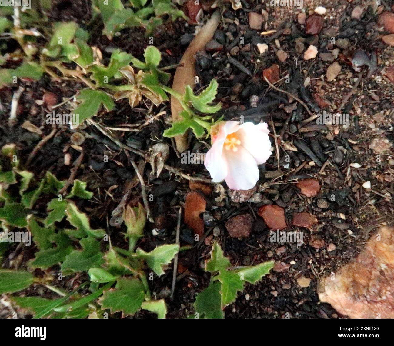Bladderweed (Hibiscus pusillus) Plantae Stock Photo - Alamy
